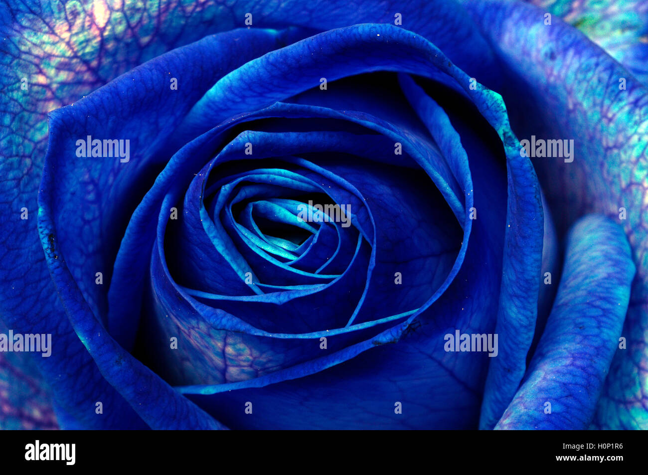 Details and Close up of Blue rose petals Stock Photo - Alamy