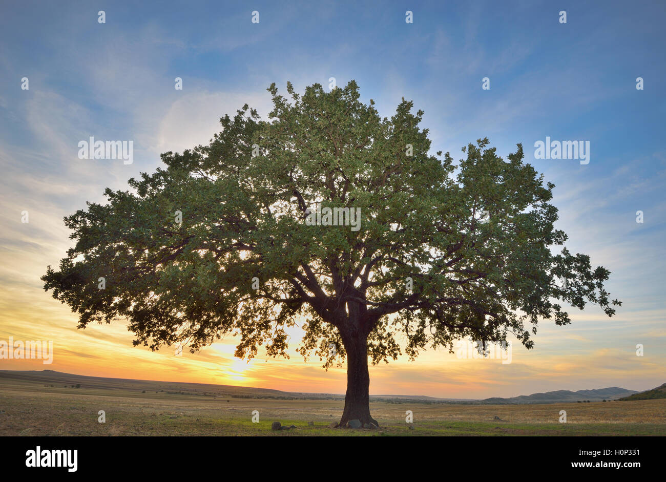 Old oak tree at sunset Stock Photo - Alamy