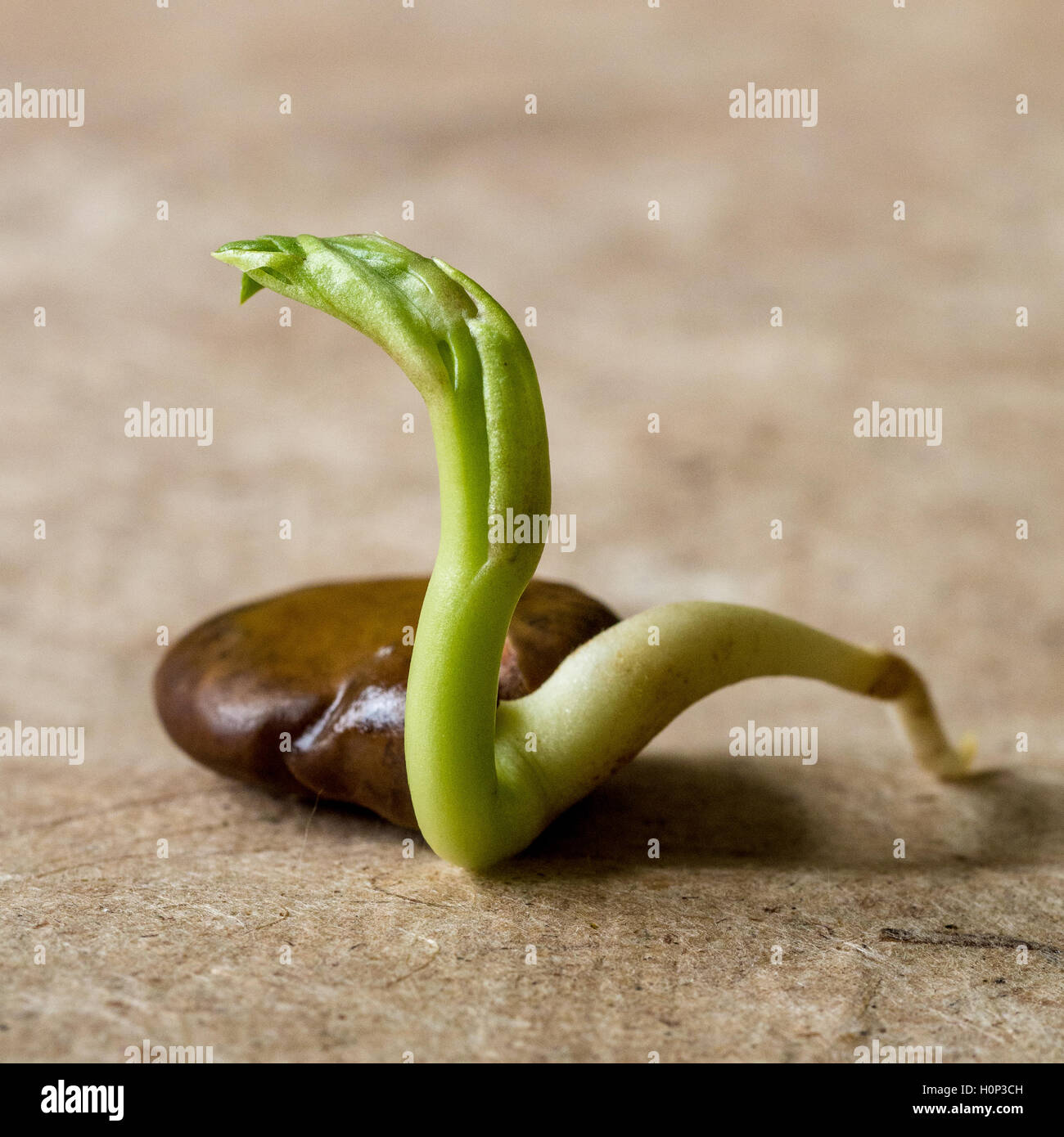 Newly germinated broad bean Stock Photo - Alamy