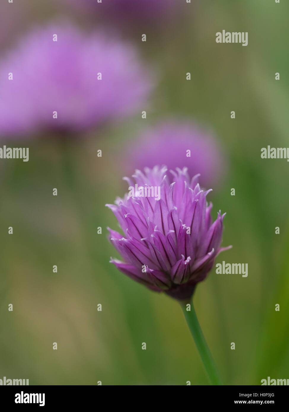 Flowerhead hi-res stock photography and images - Alamy