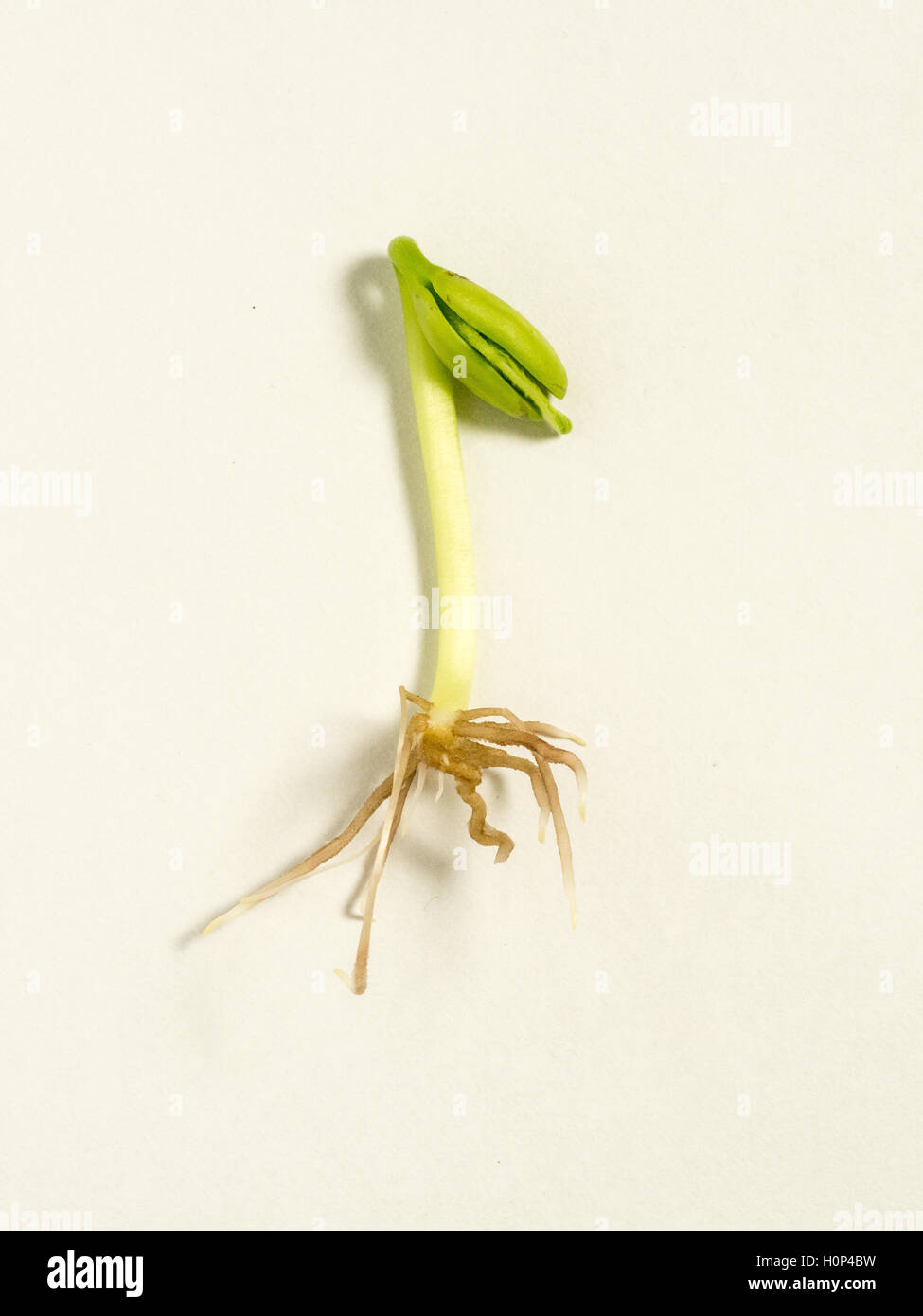 Seedling and roots hi-res stock photography and images - Alamy