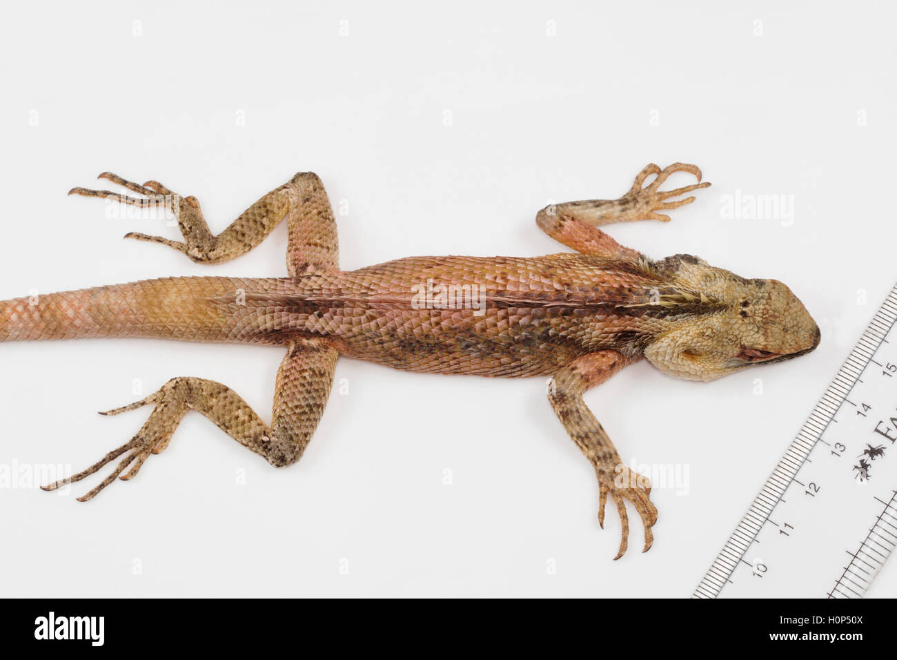 ORIENTAL GARDEN LIZARD, Calotes versicolor. Ponducherry, INDIA Agamid ...
