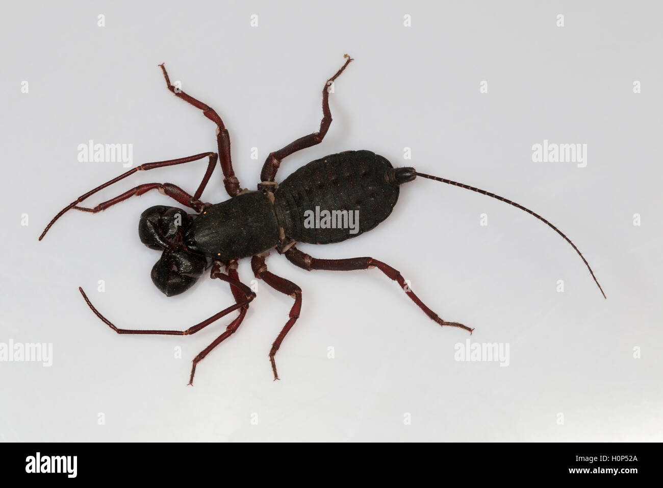 Whip tail scorpion, Labochirus sp Kengiri, Bangalore, Karnataka. Called ...
