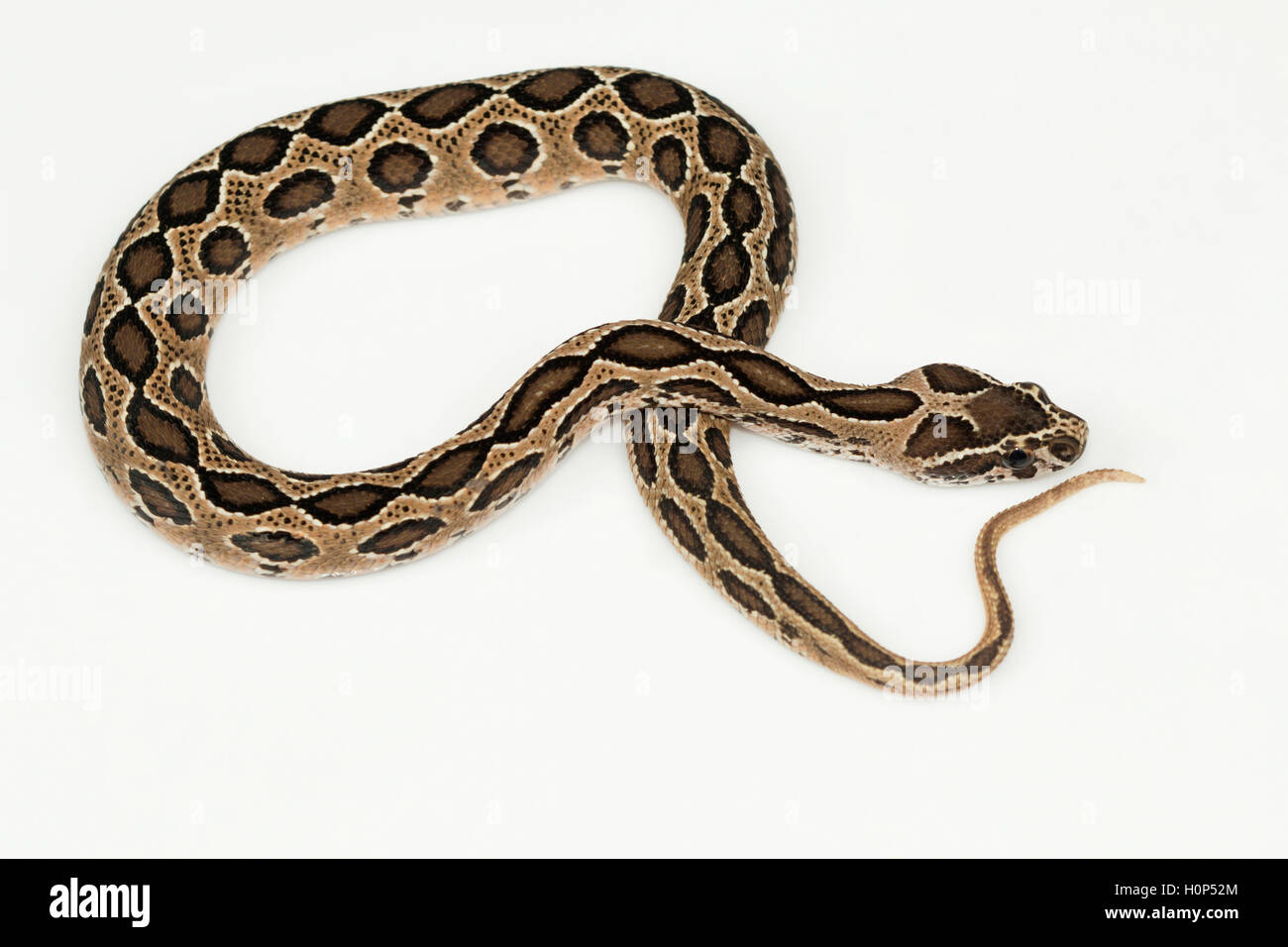 Daboia russelii ncbs hi-res stock photography and images - Alamy