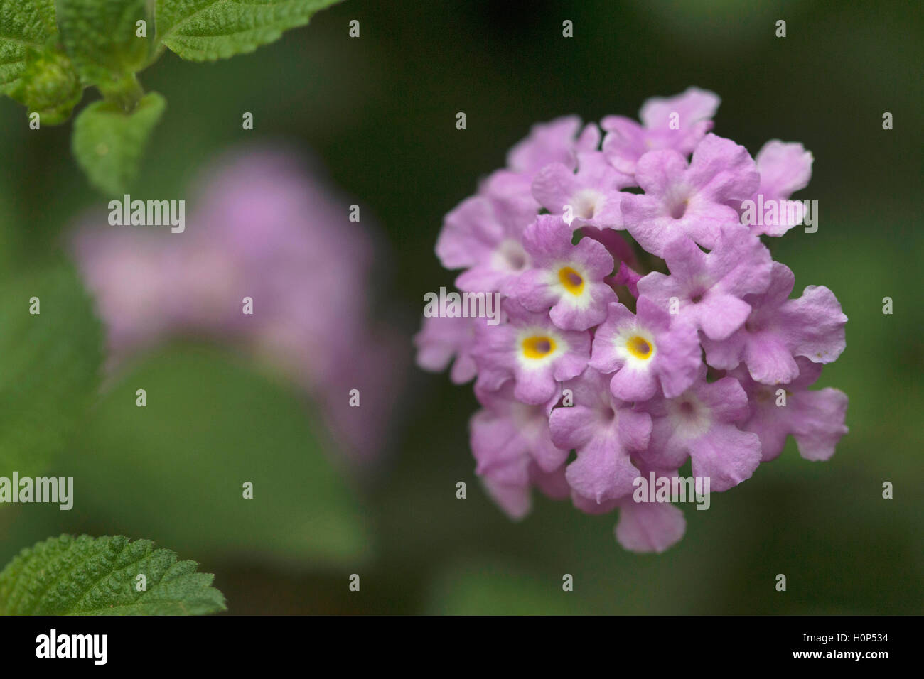 Lantana camara flowering plant NCBS, Bangalore, Karnataka Stock Photo ...