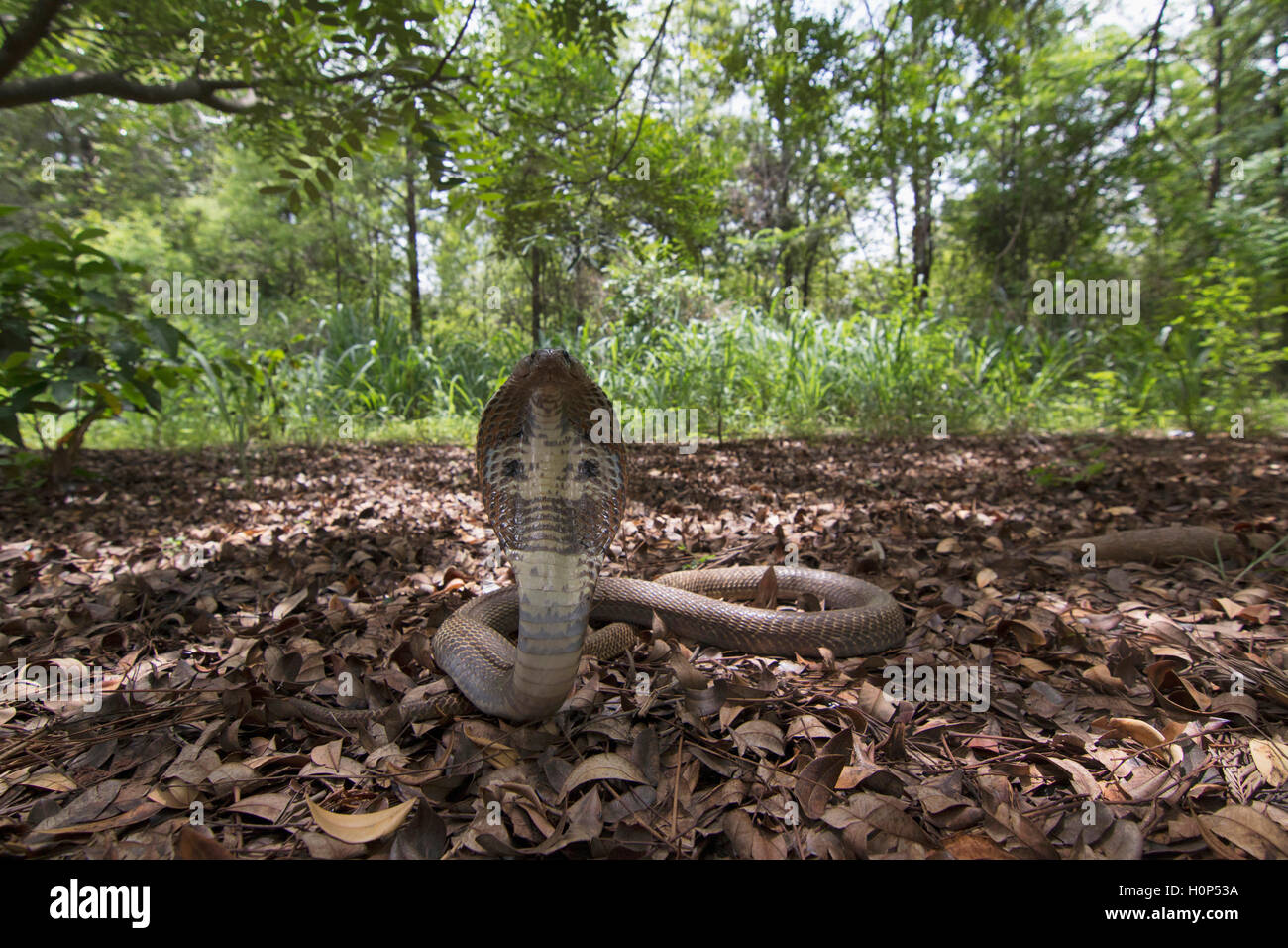 The spectacle cobra, Naja naja NCBS, Bangalore, Karnataka. The ...