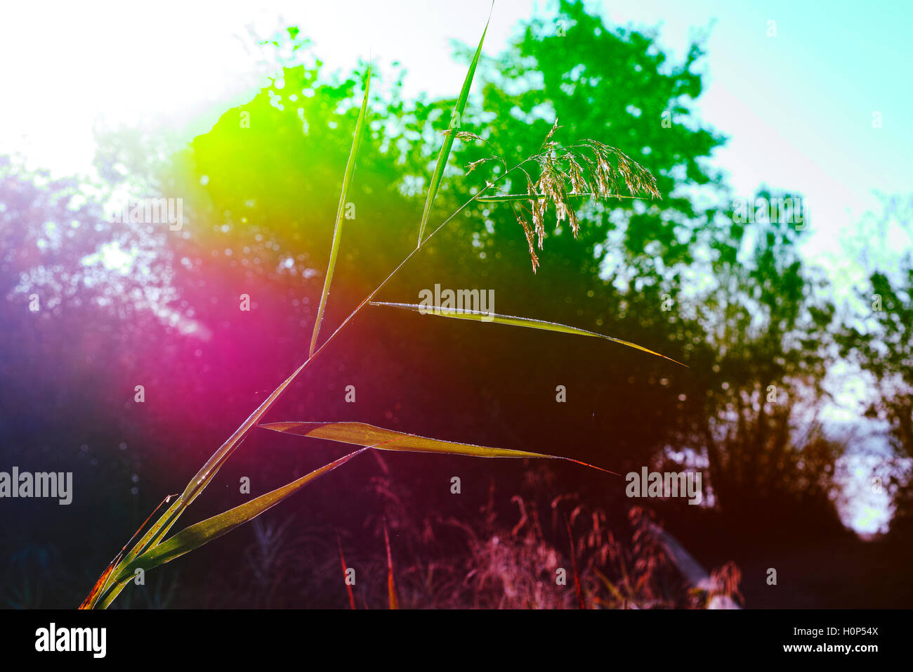 Reed grass hi-res stock photography and images - Alamy