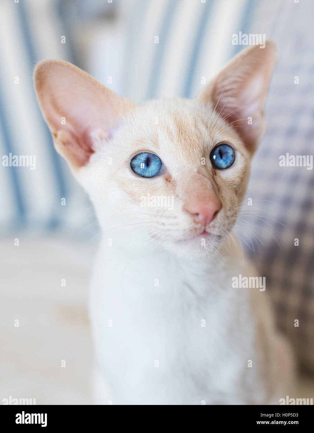 Big Ear Cat Stock Photo - Alamy