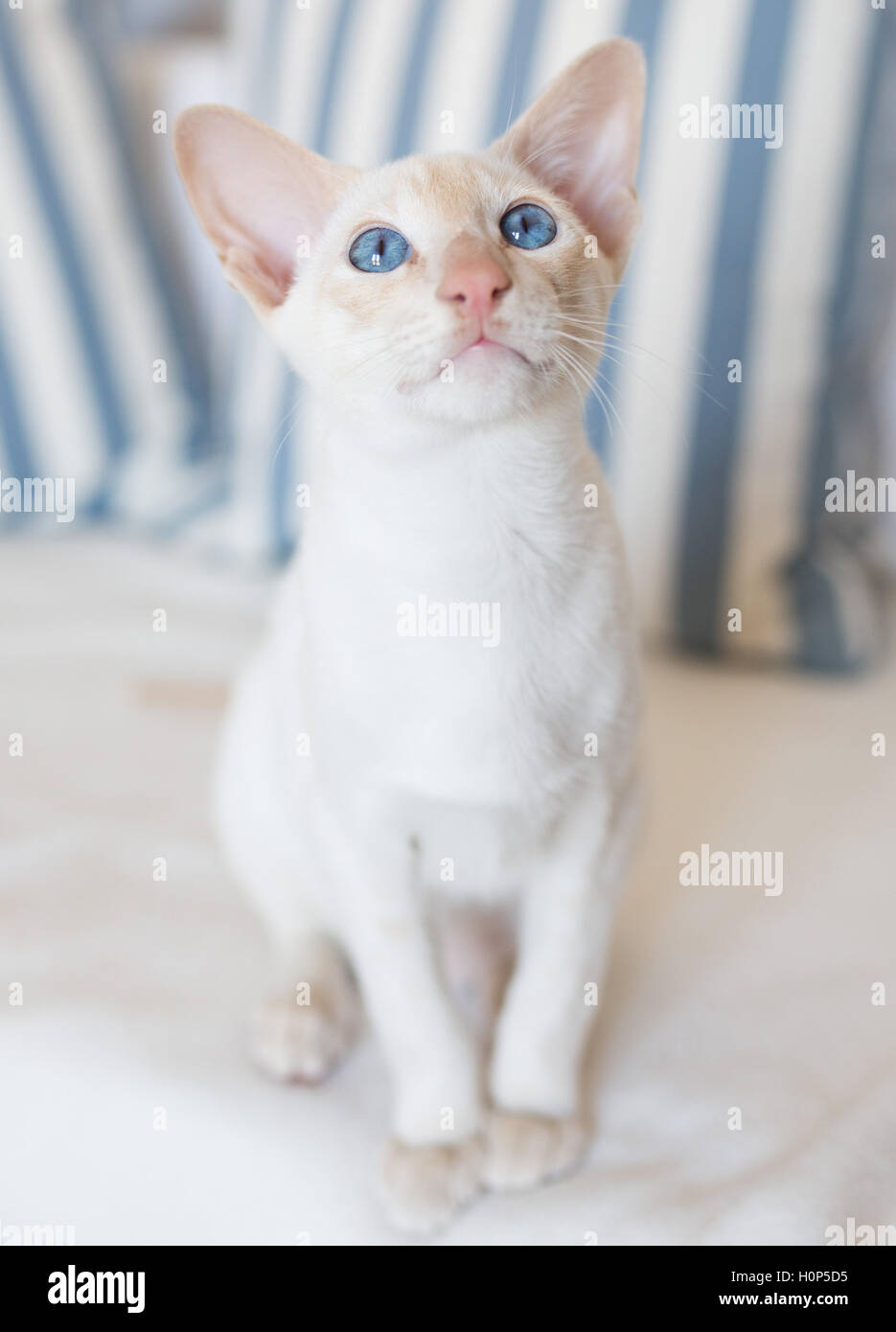 Big Ear Cat Stock Photo - Alamy