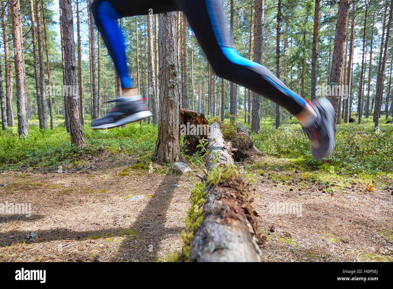runner jumping fallen log trail woods Stock Photo - Alamy