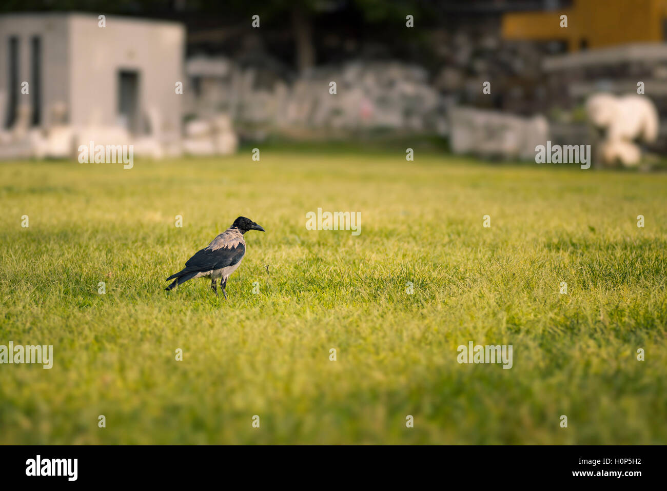 One Crow in the meadow Stock Photo - Alamy