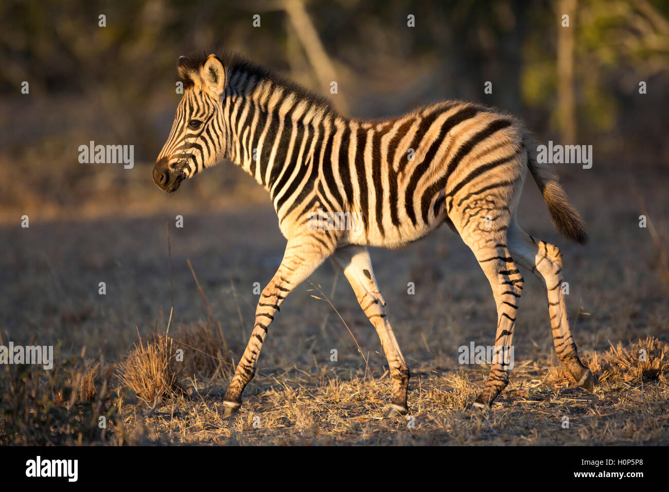 Animals cute zebra hi-res stock photography and images - Alamy