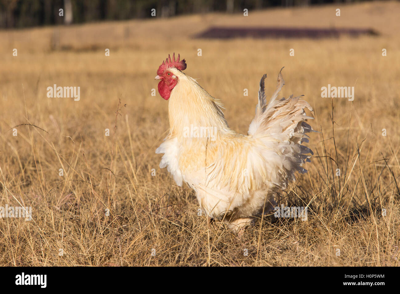 White cockrell walking in the veld Stock Photo - Alamy