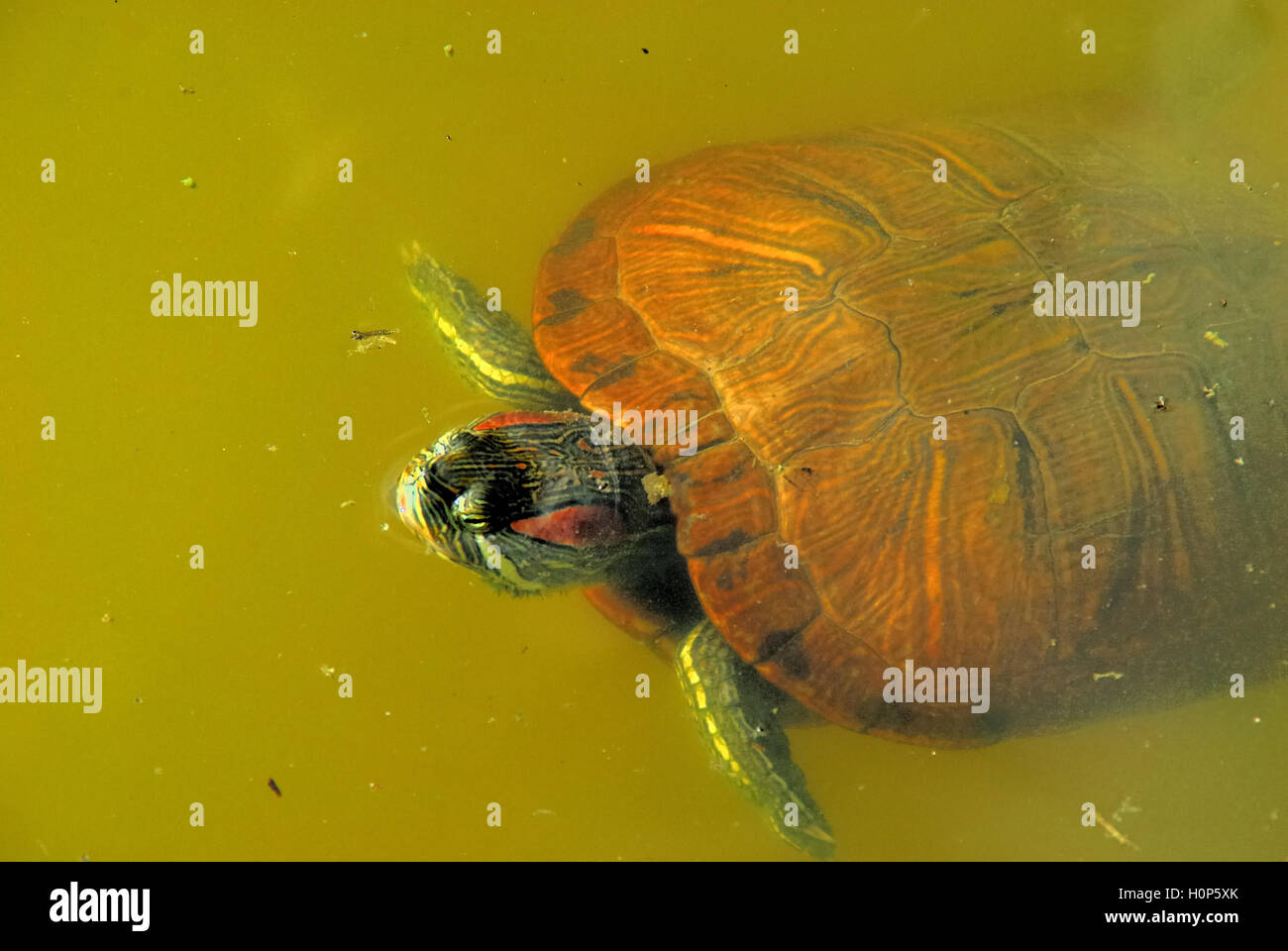 The red-eared slider (Trachemys scripta elegans), also known as the red ...