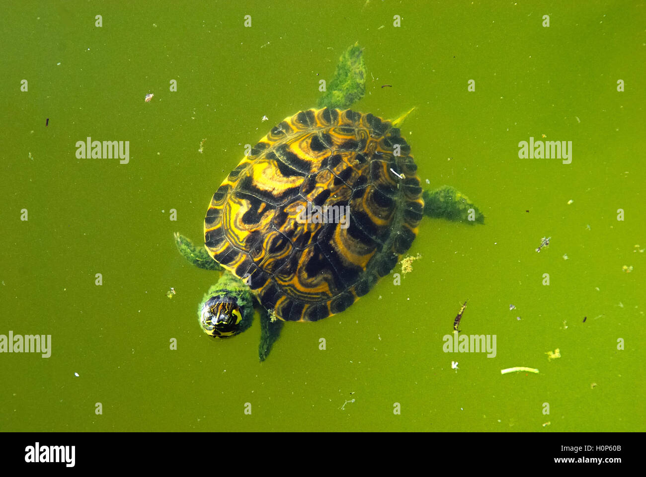 Yellow bellied pond sliders hi-res stock photography and images - Alamy