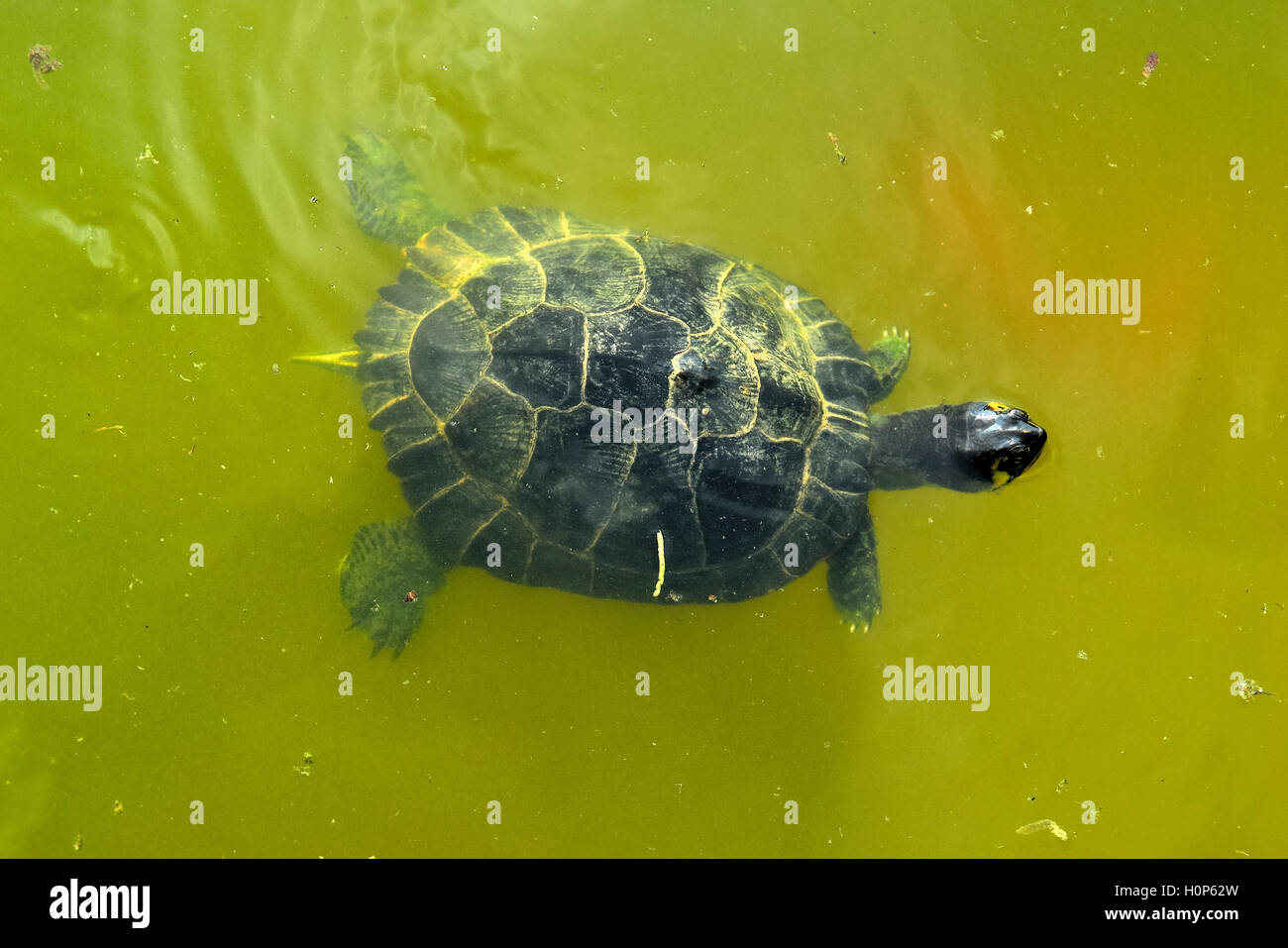 Yellow bellied sliders hi-res stock photography and images - Alamy