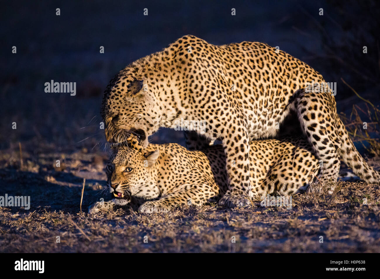 Male leopard (Panthera pardus) mating with a female at night Stock ...