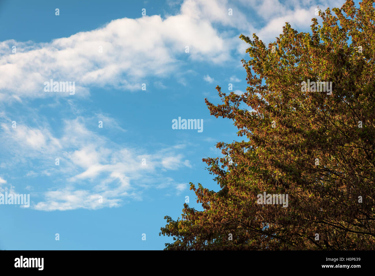 Autumn leaves with the blue sky background,Milan italy Stock Photo - Alamy
