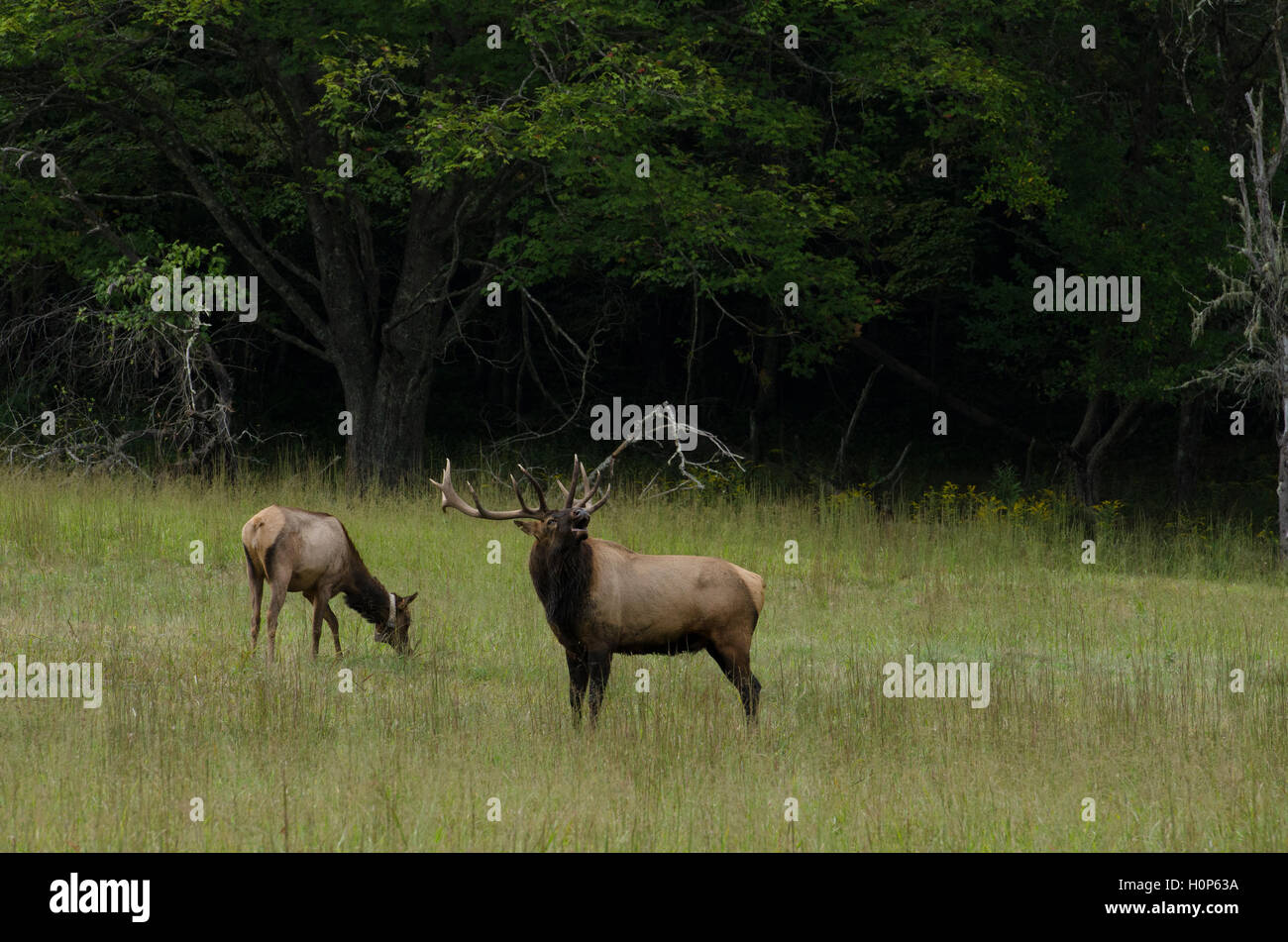 Bull Elk in mountain meadow and morning mist Stock Photo - Alamy