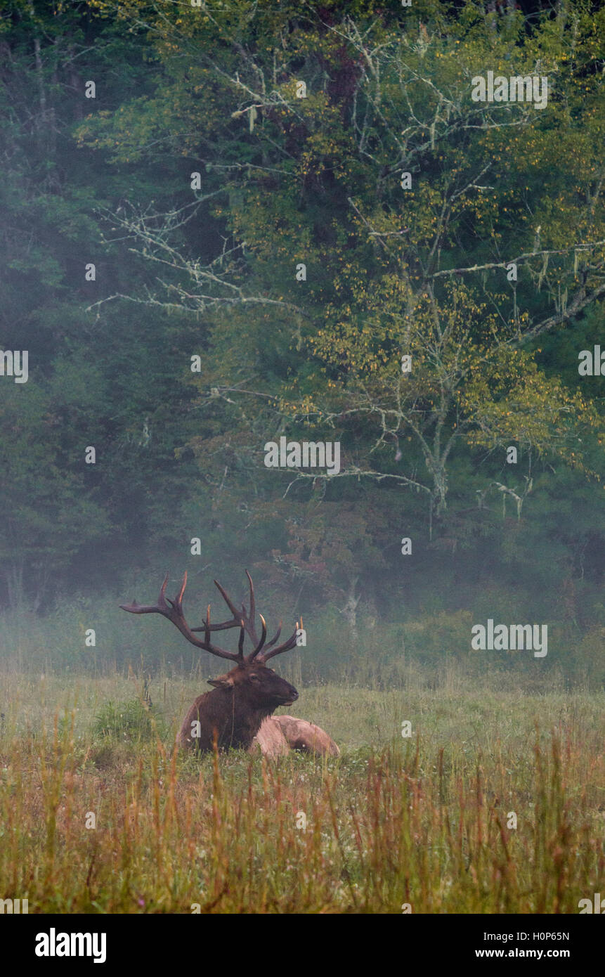 Bull Elk in mountain meadow and morning mist Stock Photo - Alamy