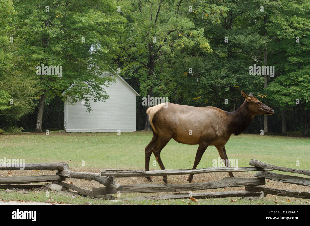 A cow elk stands in front of an old white church in the Great Smoky ...