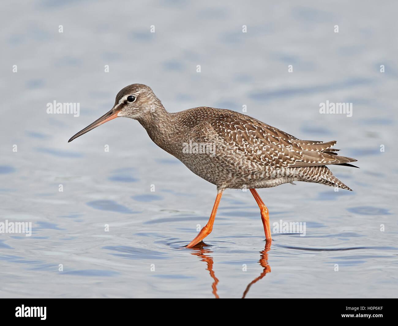 Spotted redshank hi-res stock photography and images - Alamy