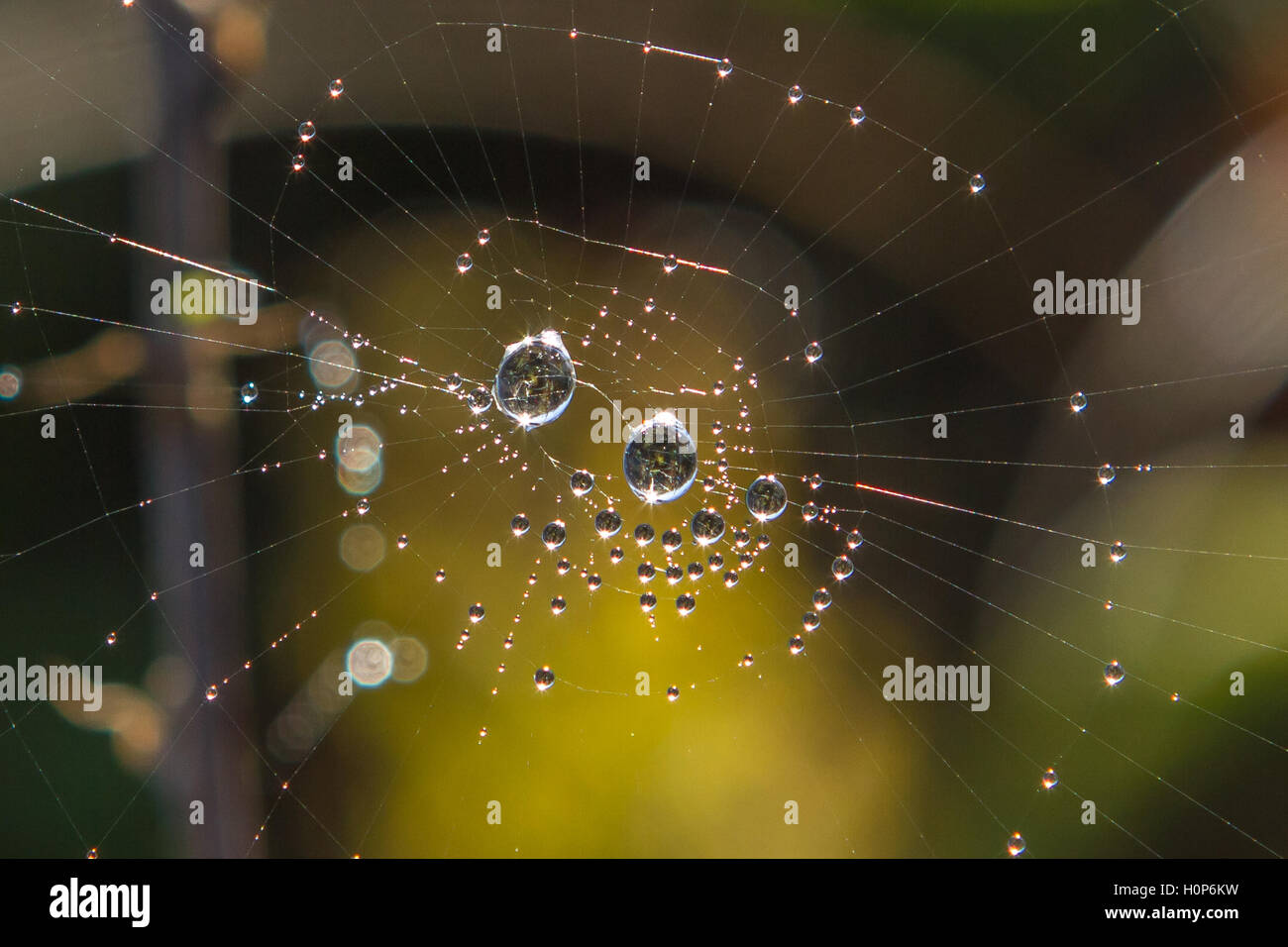 dew on a spider web Stock Photo - Alamy