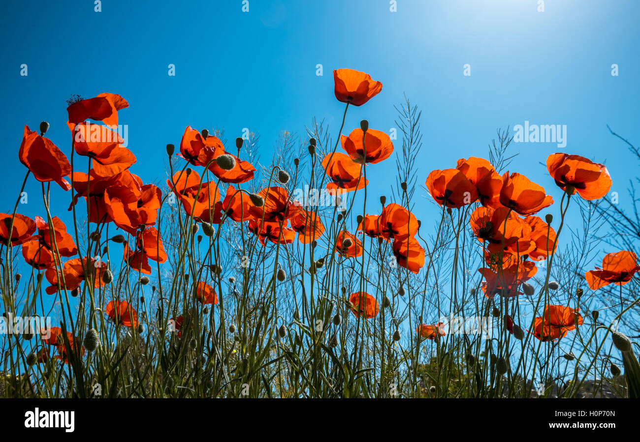Field of bright red corn poppy flowers in summer Stock Photo - Alamy