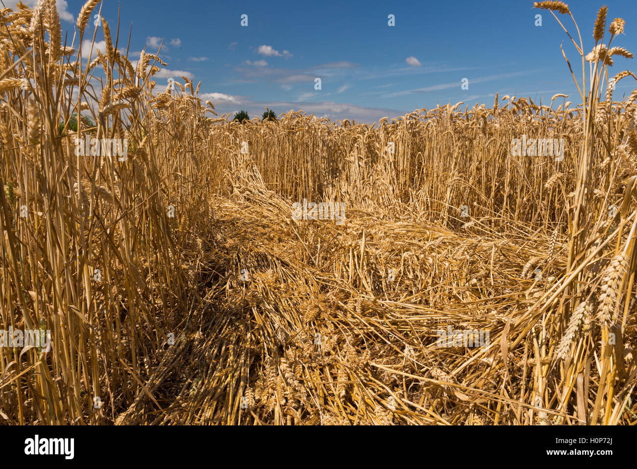 Flattened crops in a wheat field at Orchard Portman, close to Taunton ...