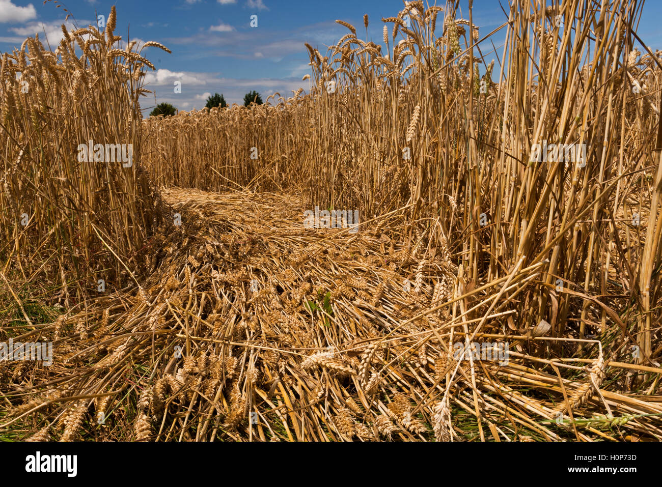 Flattened crops in a wheat field at Orchard Portman, close to Taunton ...