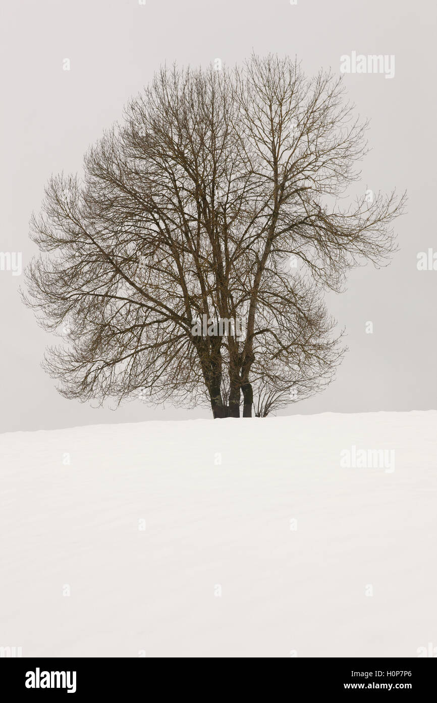 Winter landscape with tree and snow in Navarra, Spain. Vertical Stock ...