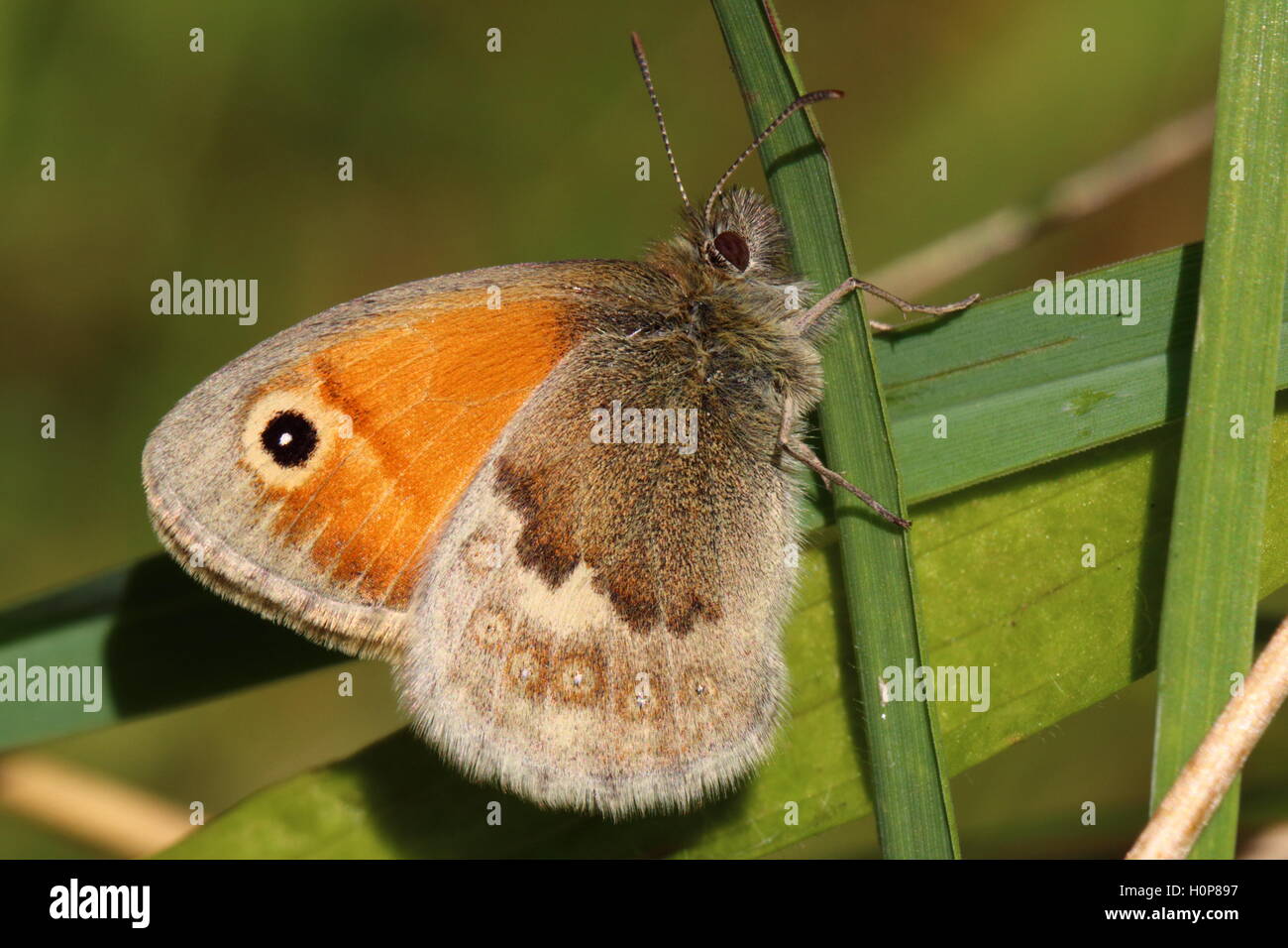 Small Heath Butterfly Stock Photo - Alamy