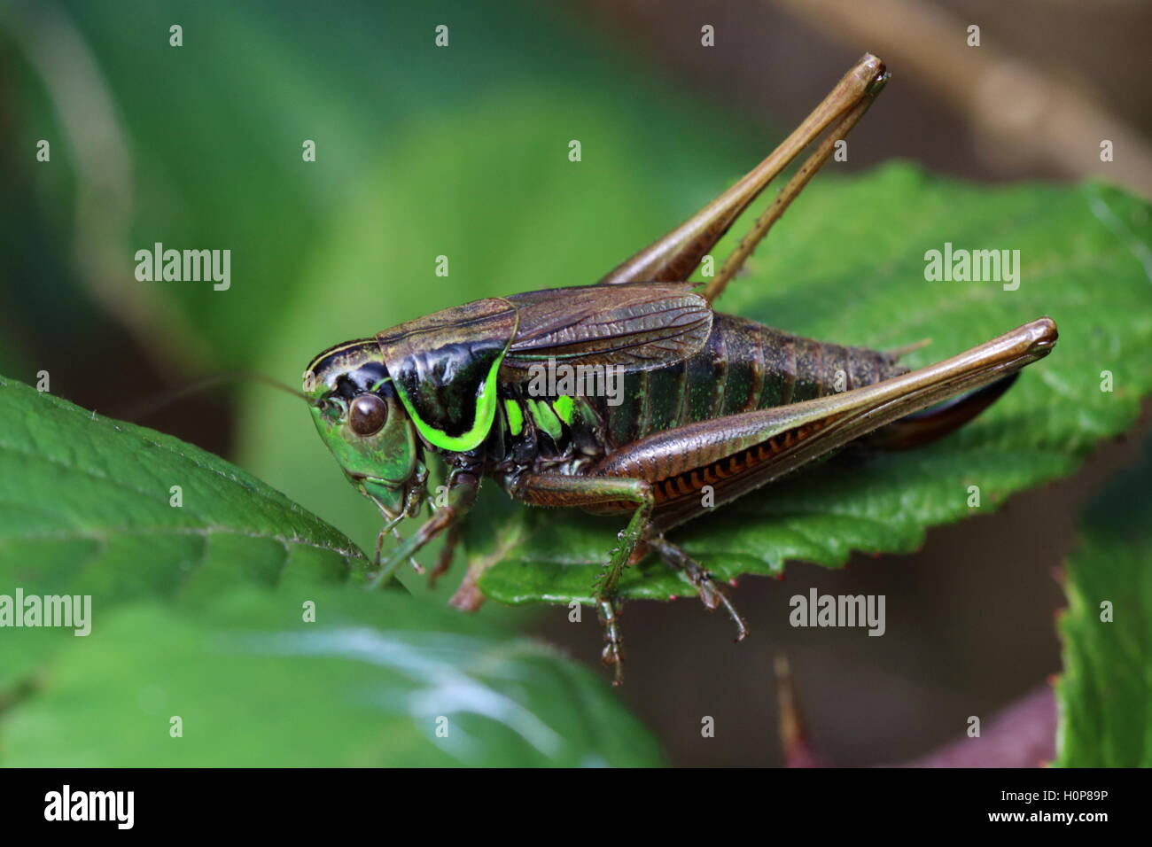 Roesels meadow bush cricket hi-res stock photography and images - Alamy