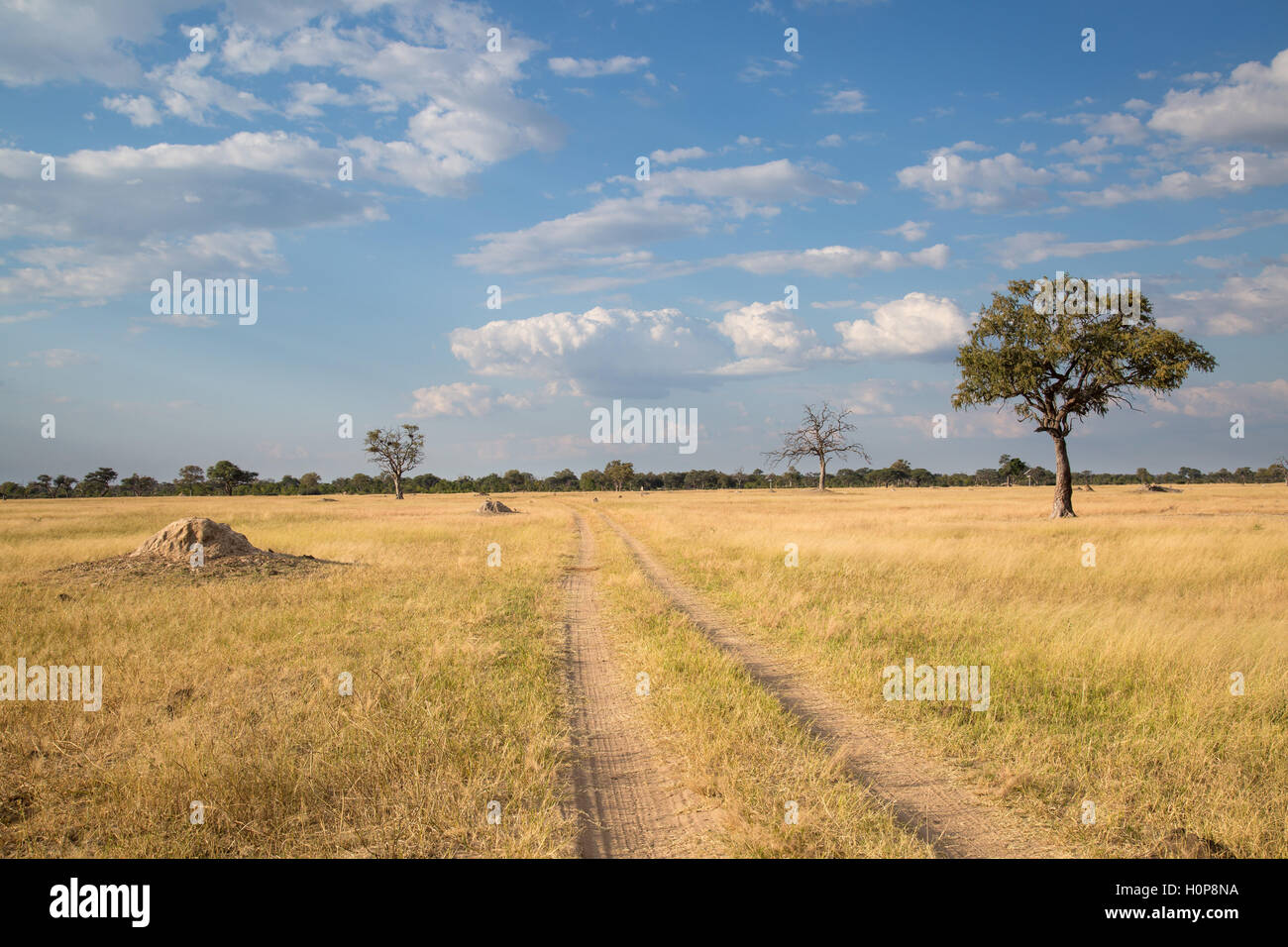 Scenic natural landscape with a lone leadwood tree (Combretum imberbe ...