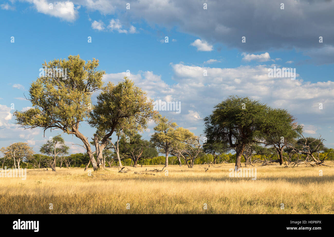 Woodland savanna hi-res stock photography and images - Alamy