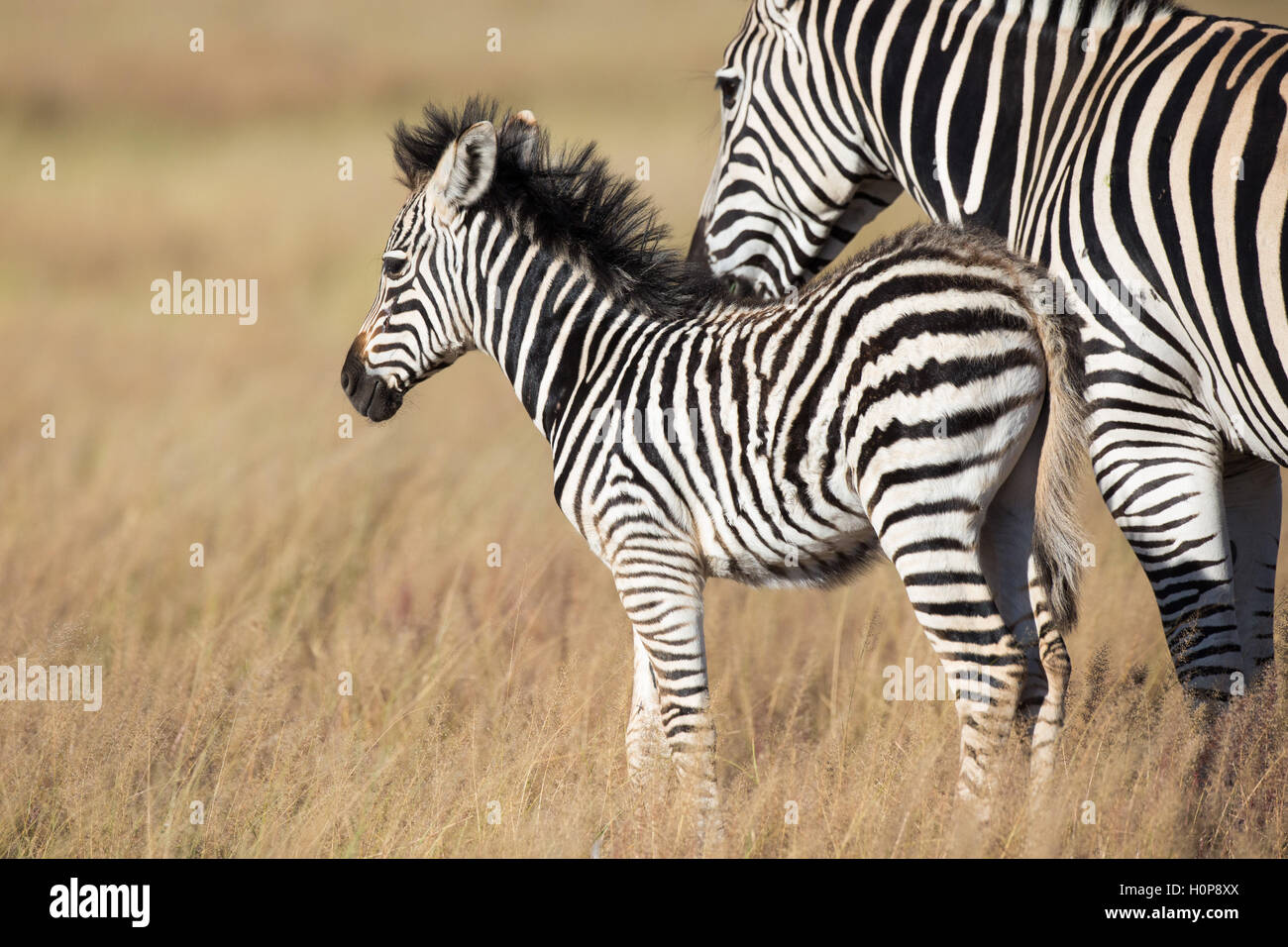 Zebra mane hi-res stock photography and images - Alamy