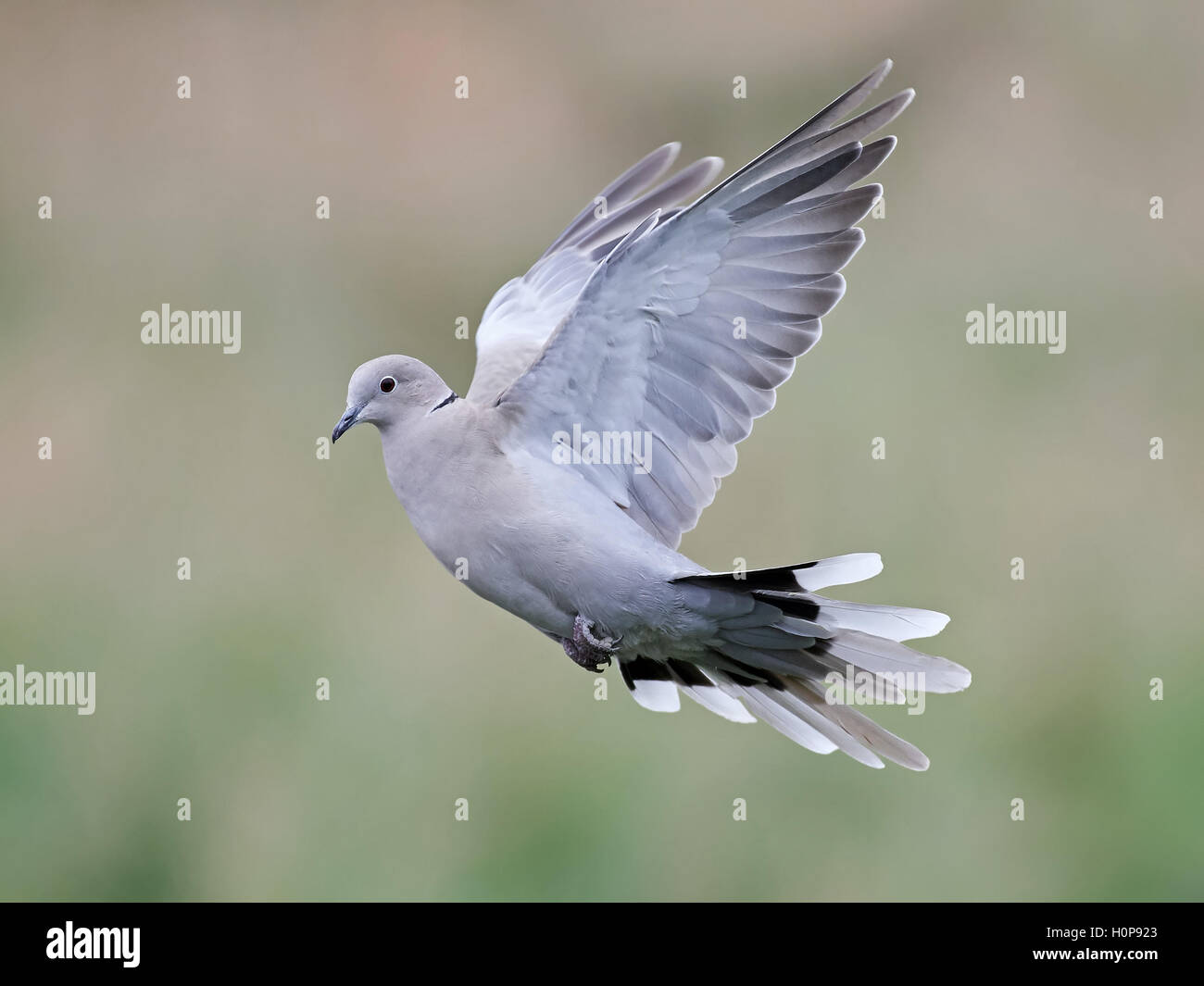 Eurasian collared dove in flight with vegetation in the background ...