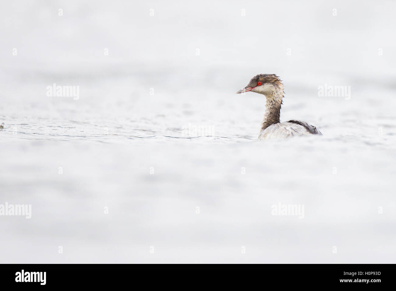 Slavonian grebe display hi-res stock photography and images - Alamy