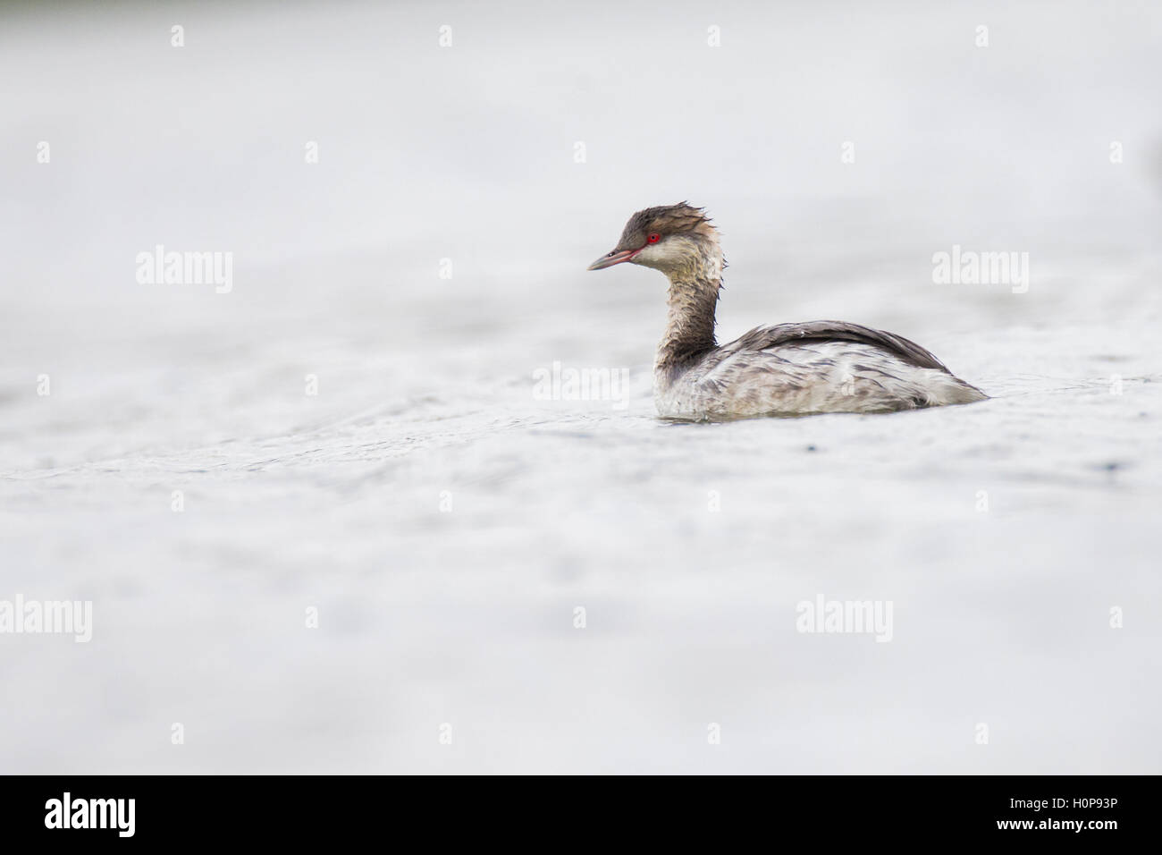 horned grebe (Podiceps auritus) or Slavonian grebe Stock Photo - Alamy