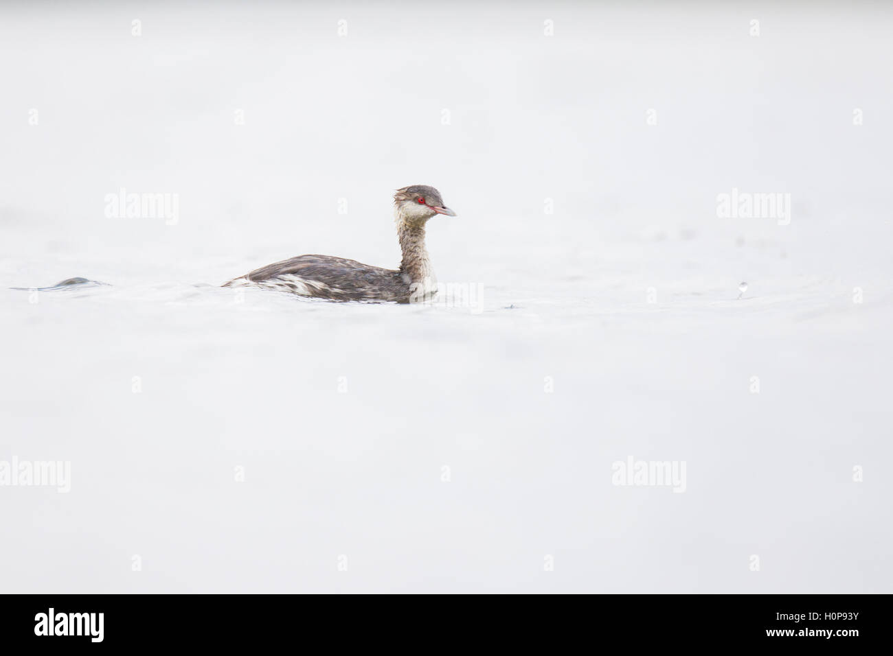 horned grebe (Podiceps auritus) or Slavonian grebe Stock Photo - Alamy