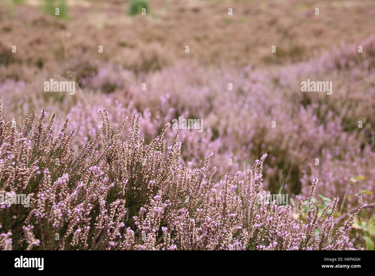 Carpet of heather Stock Photo - Alamy