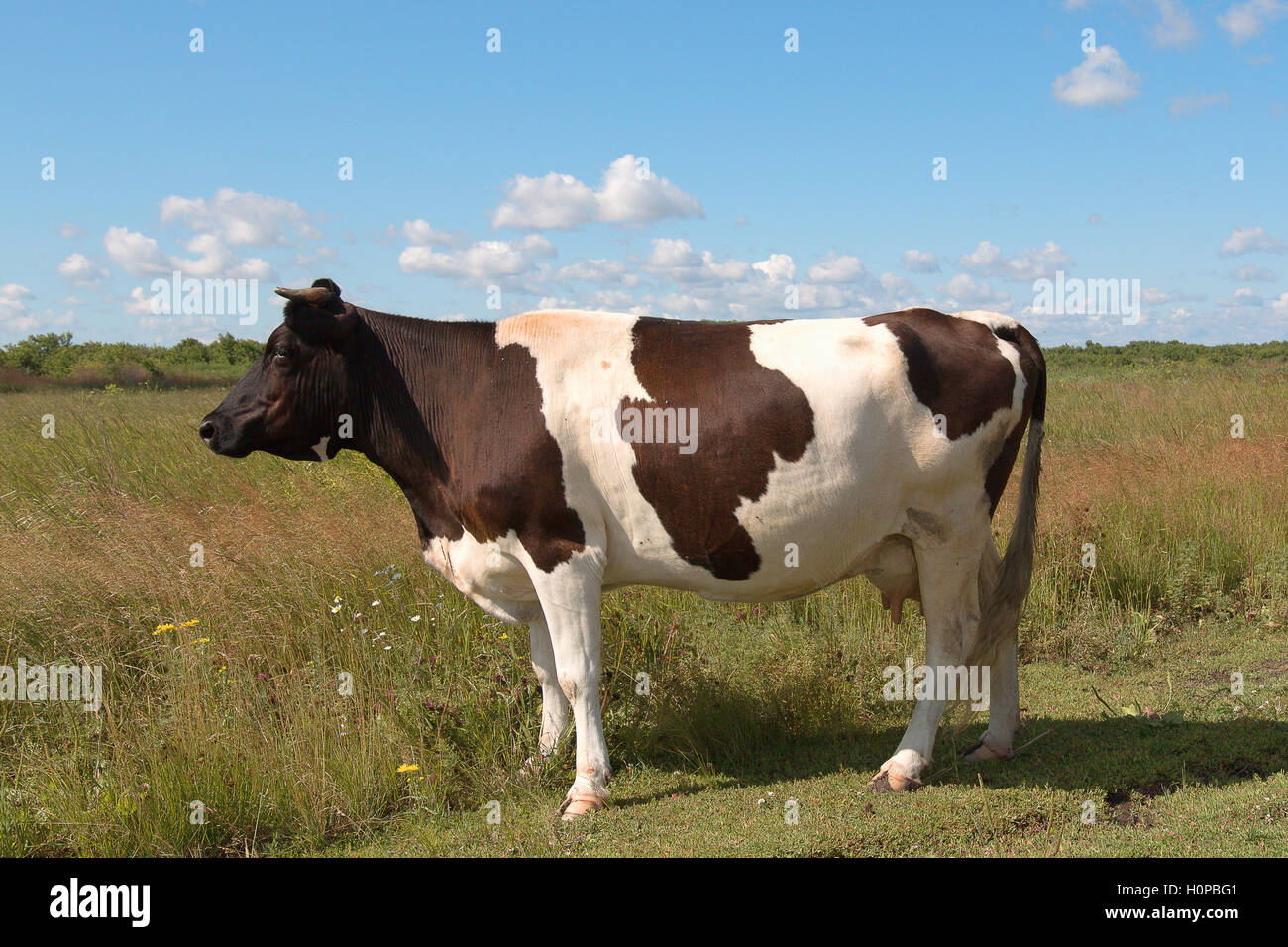 Spotted cow hi-res stock photography and images - Alamy