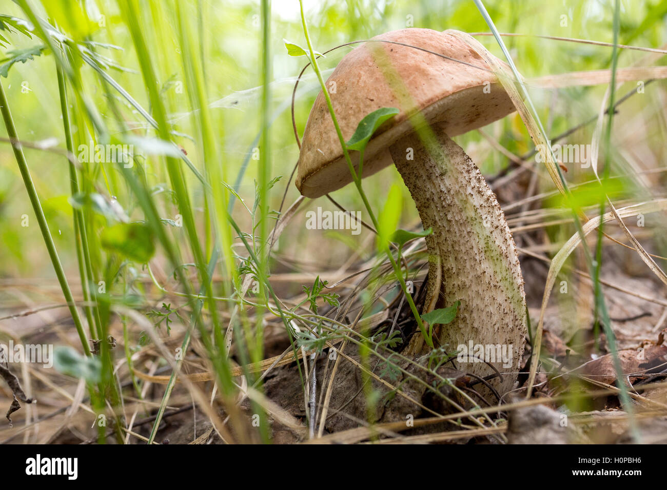 Rough cap mushroom hi-res stock photography and images - Alamy