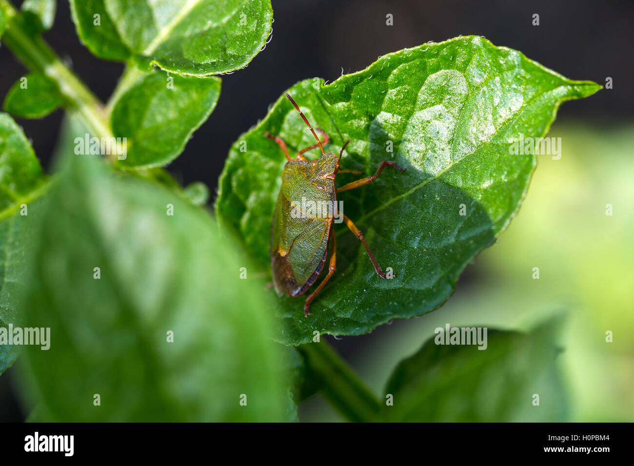 The green shield bug (Palomena prasina) is a shield bug of the family ...