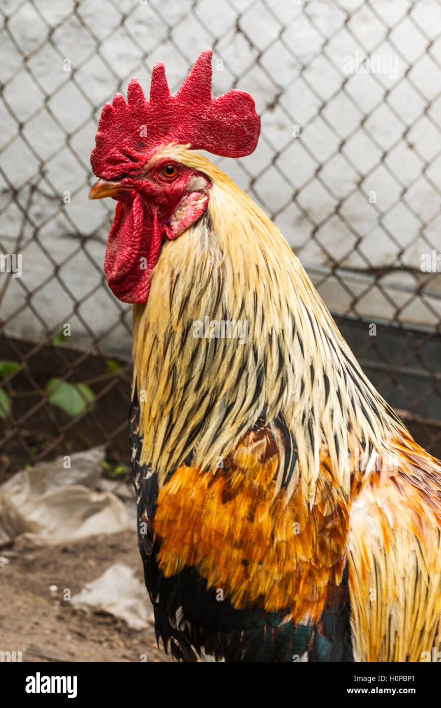 beautiful poultry rooster standing and looking into the frame Stock ...