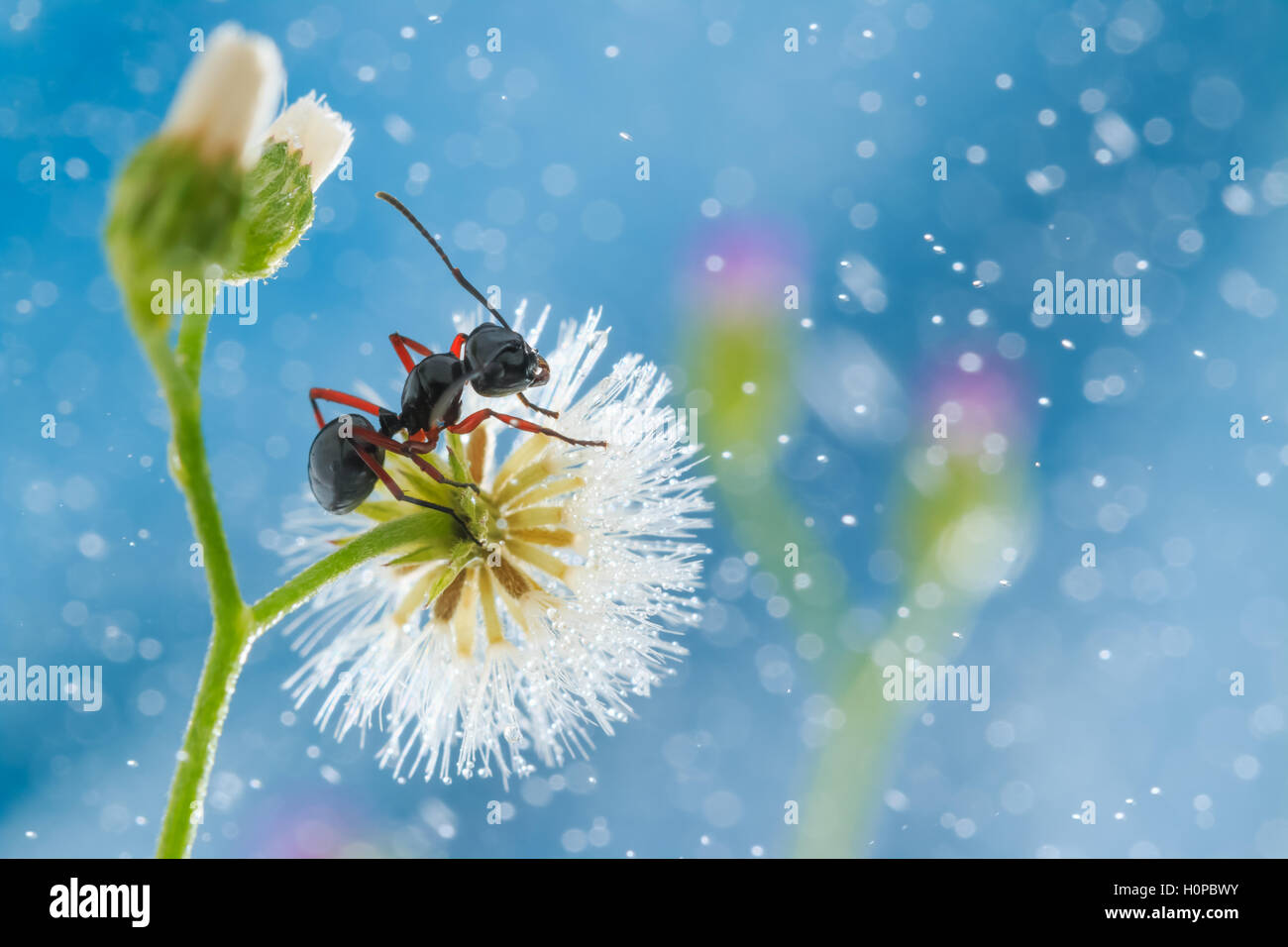 macro mini dandelion with ant In the rain and copy space Stock Photo ...