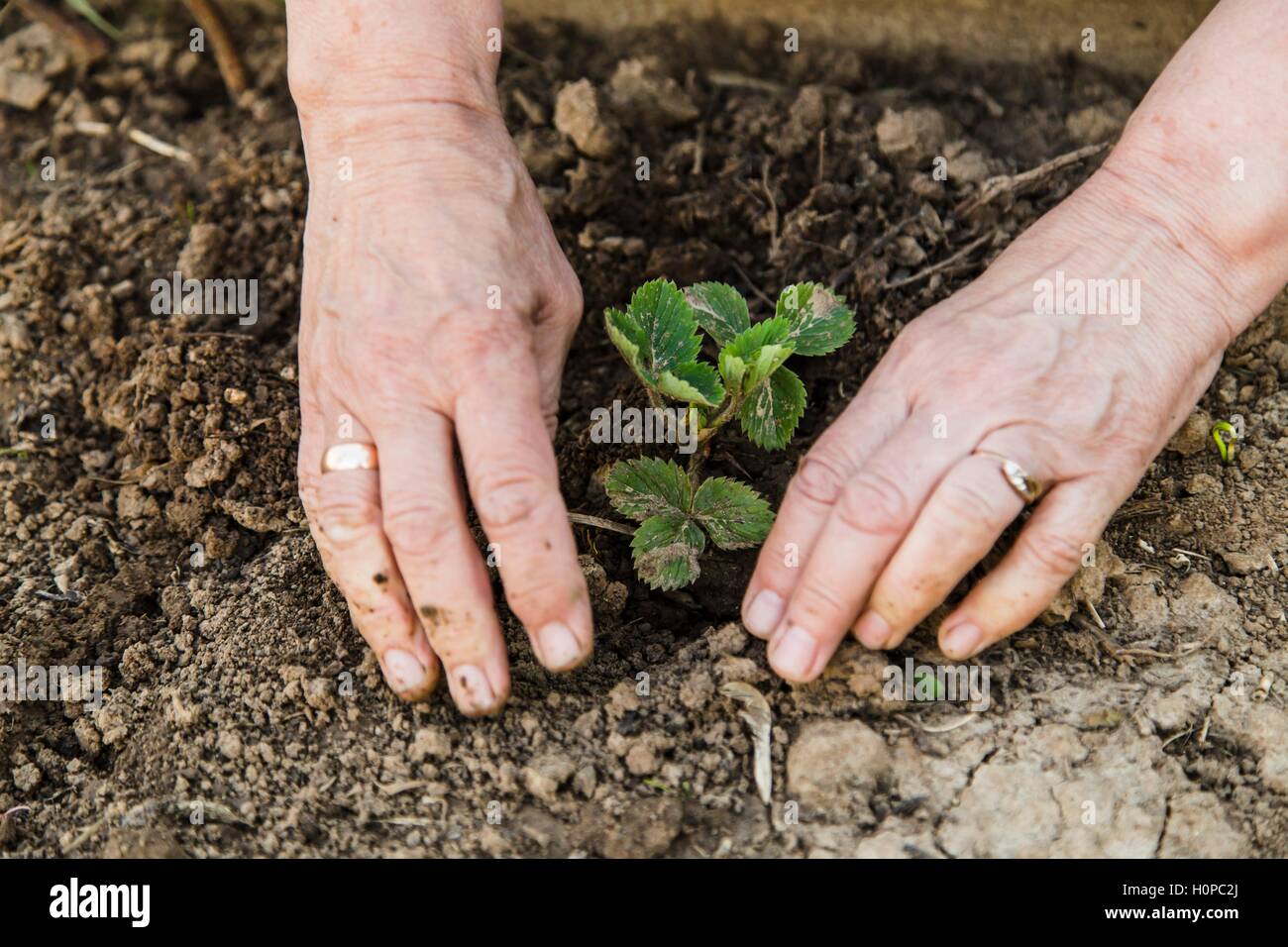 Woman hands planting small plants Stock Photo - Alamy