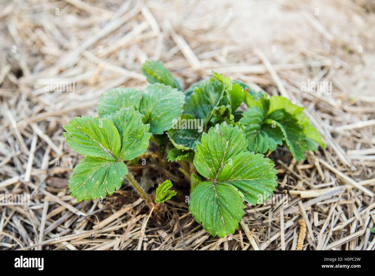 Spring plant strawberry hi-res stock photography and images - Alamy