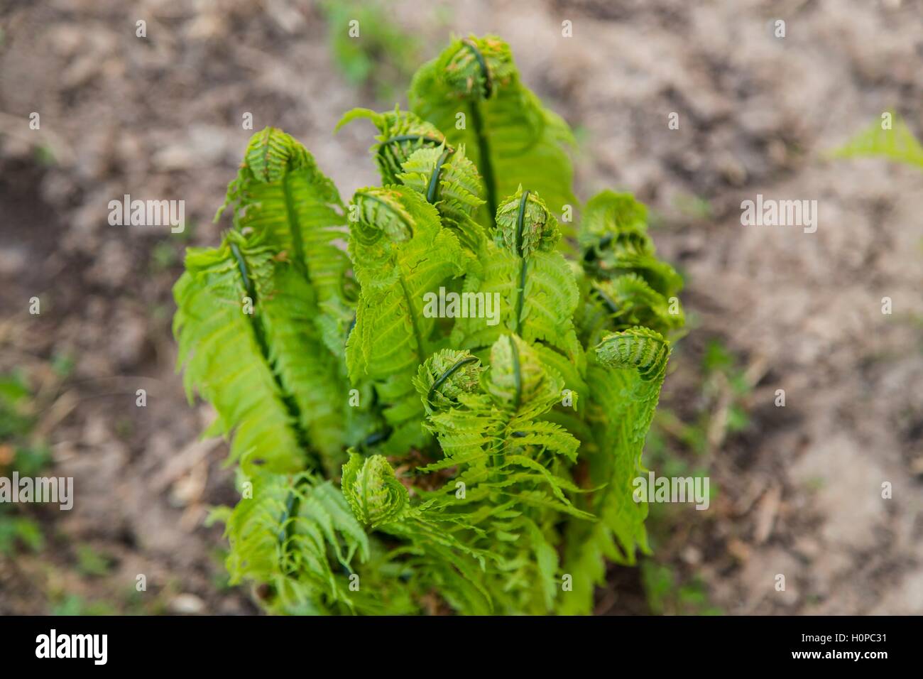 Fresh spiral sprouts of fern Stock Photo - Alamy