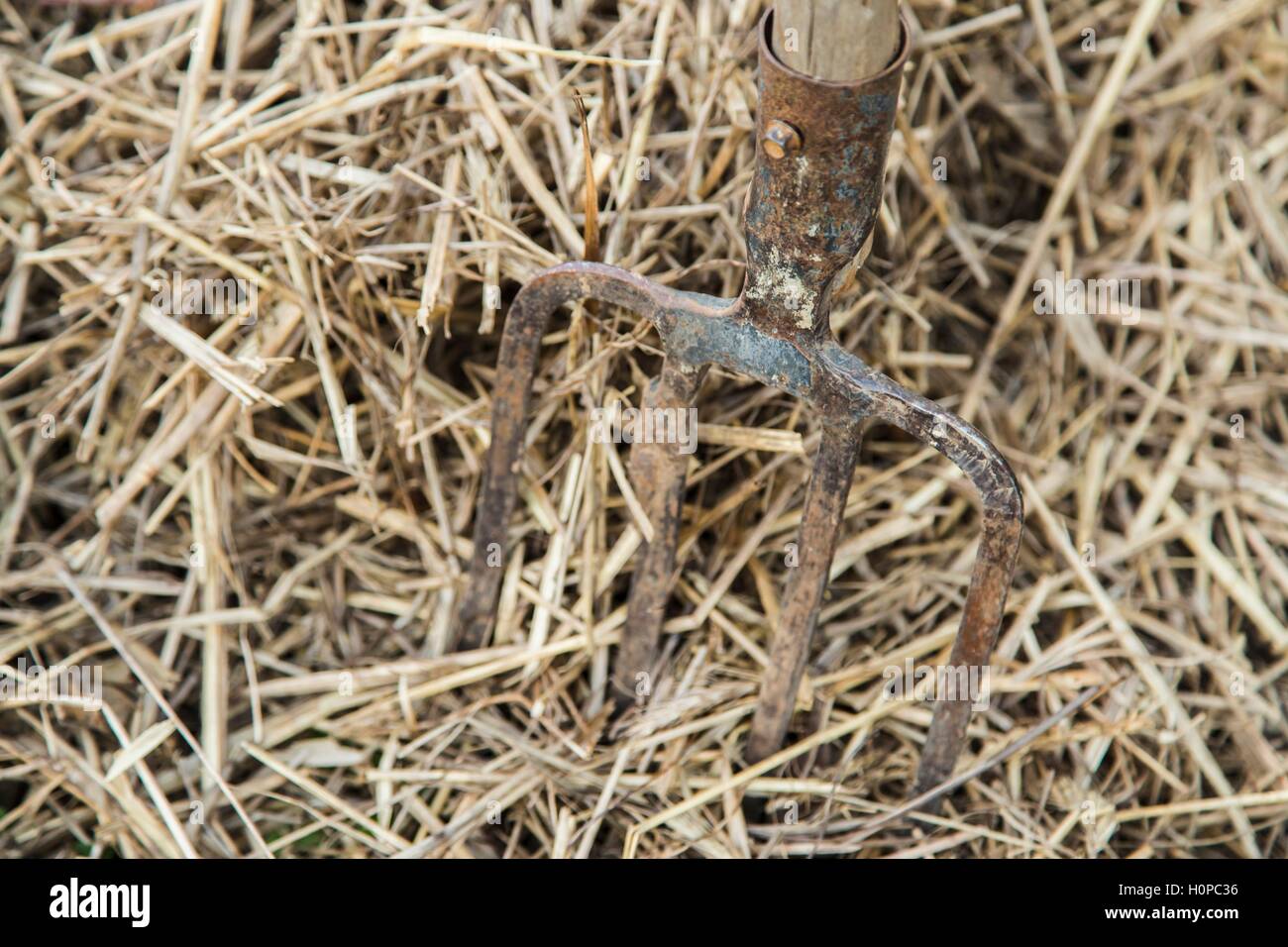 Pitchfork in haystack closeup hi-res stock photography and images - Alamy